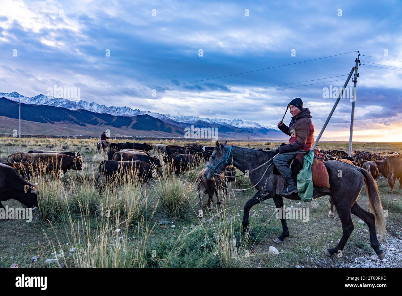 Shepherds lead a herd of cows on the way to the village at sunset Stock ...