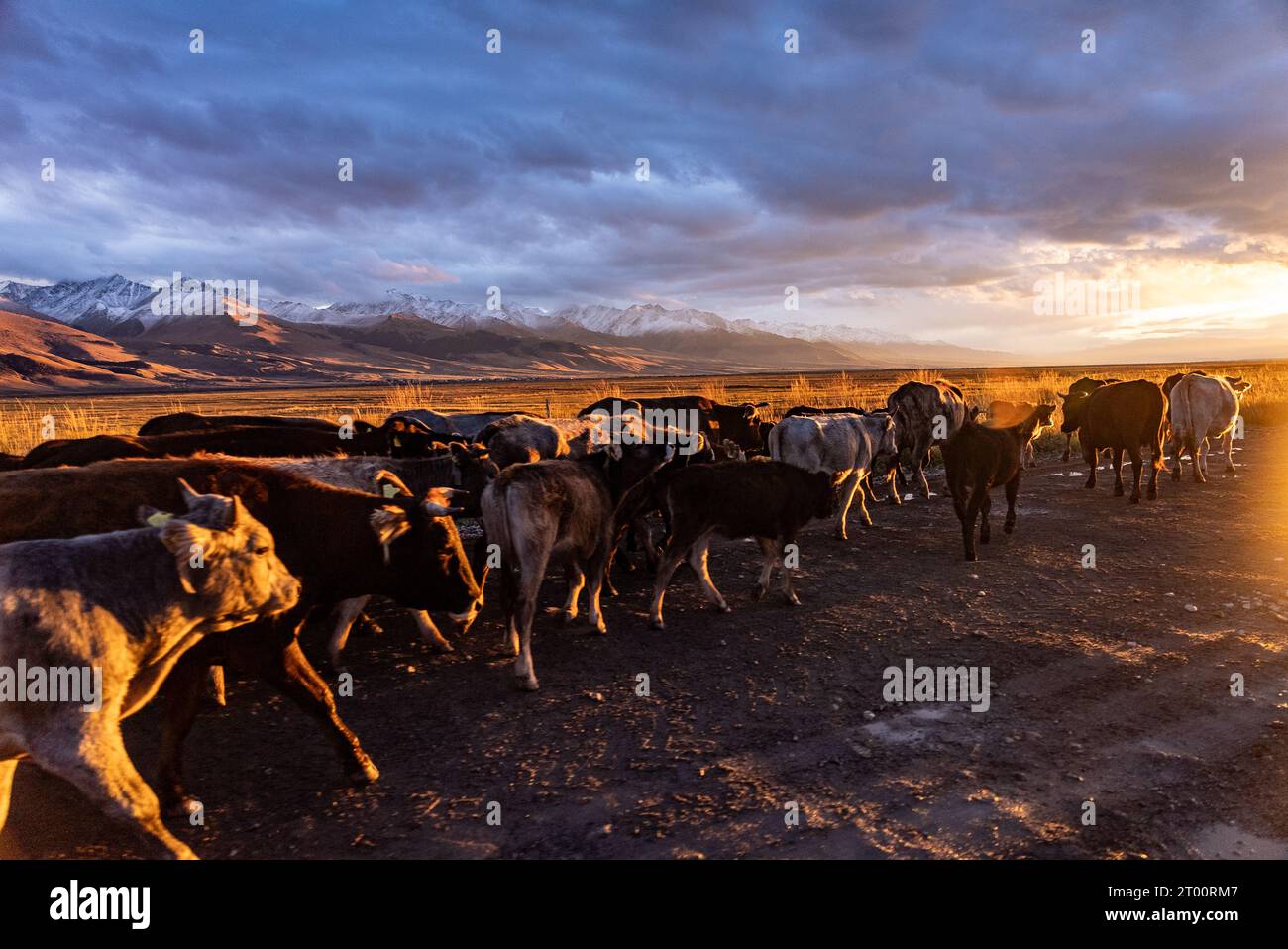 Shepherds lead a herd of cows on the way to the village at sunset Stock ...