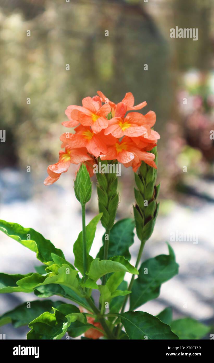 Closeup of Blooming Firecracker Flowers, Eye-catching Plants Native to ...