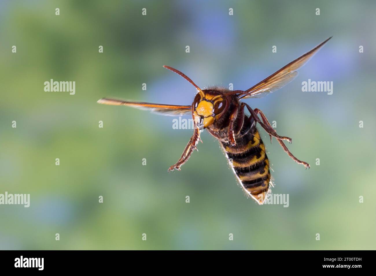 Hornisse, Hornissen, Flug, fliegend, Vespa crabro, hornet, hornets ...