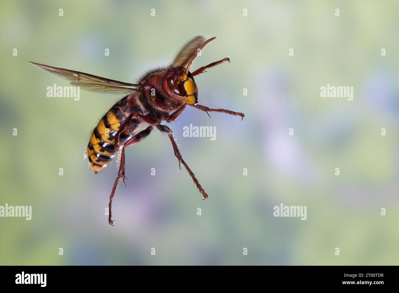 Hornisse, Hornissen, Flug, fliegend, Vespa crabro, hornet, hornets ...