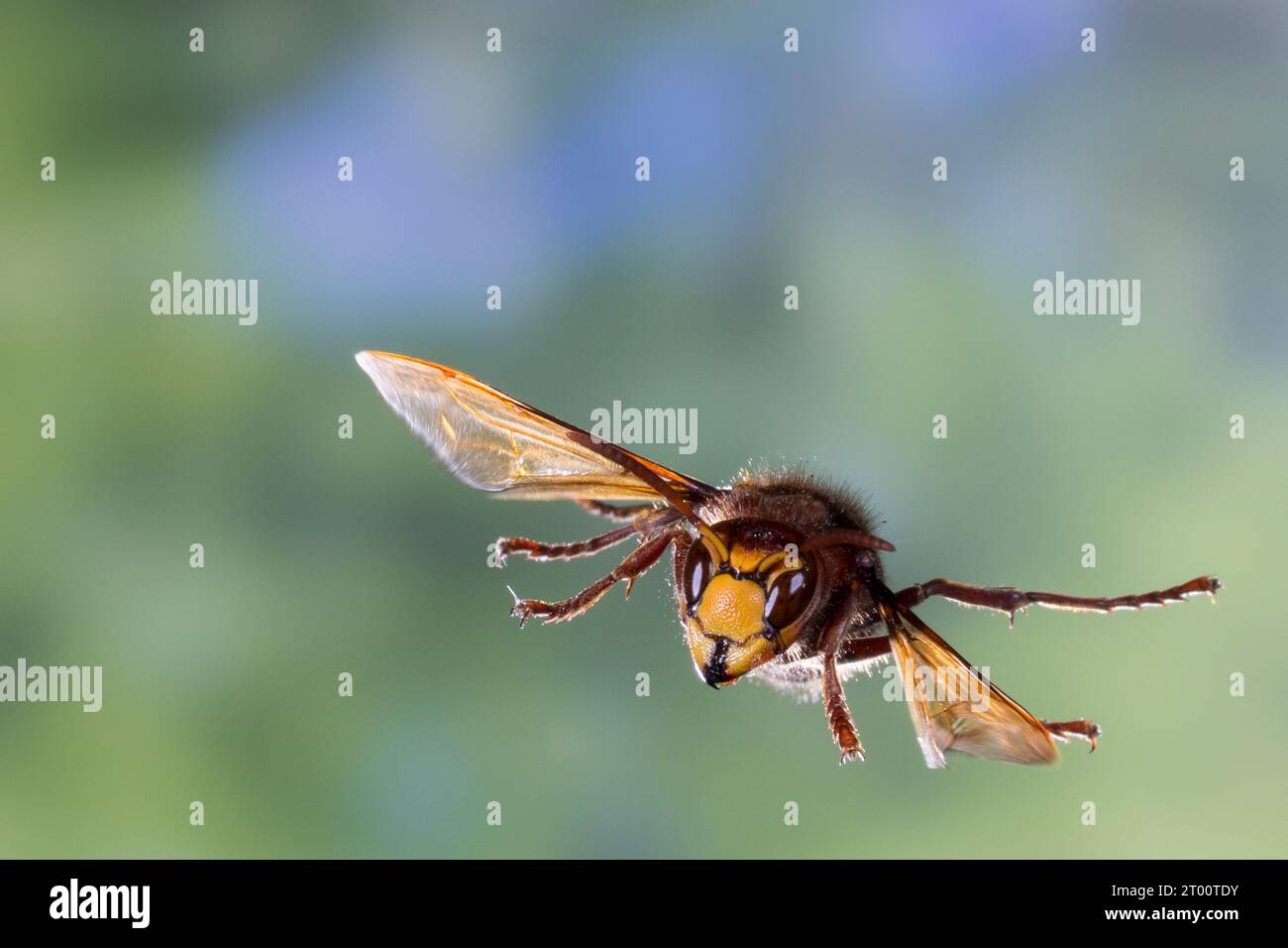 Hornisse, Hornissen, Flug, fliegend, Vespa crabro, hornet, hornets ...