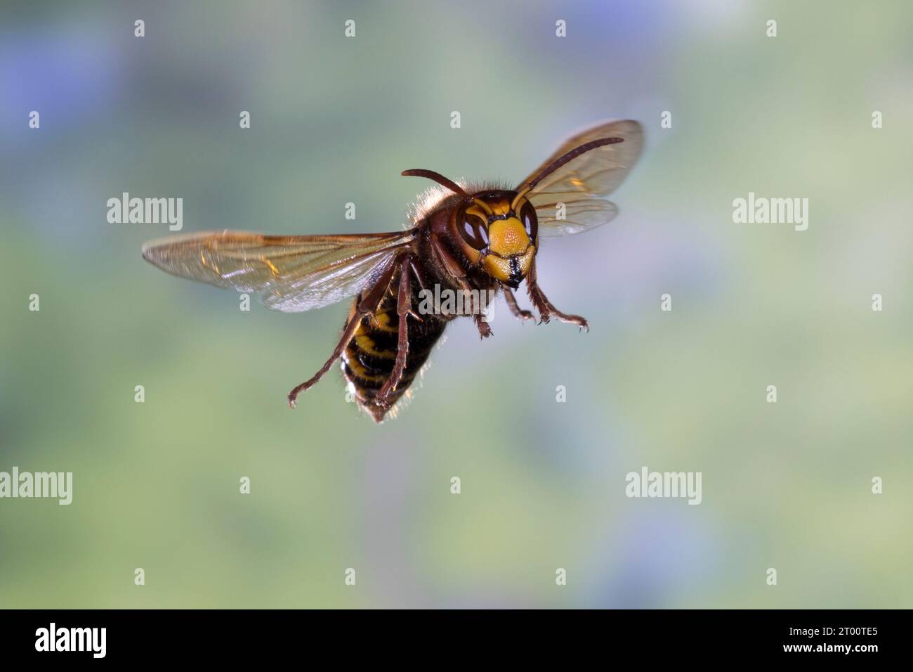 Hornisse, Hornissen, Flug, fliegend, Vespa crabro, hornet, hornets ...