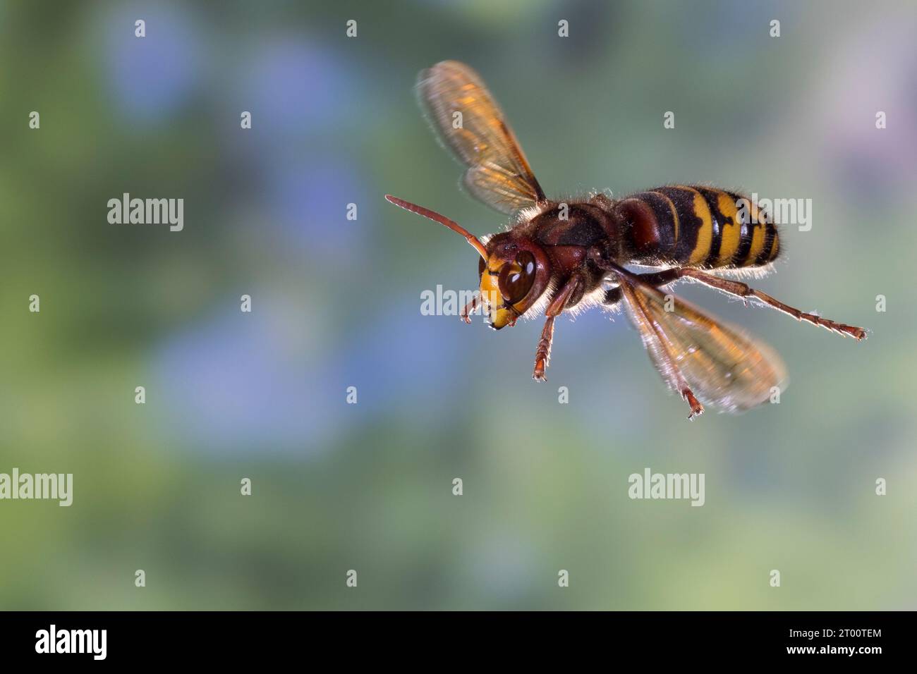 Hornisse, Hornissen, Flug, fliegend, Vespa crabro, hornet, hornets ...