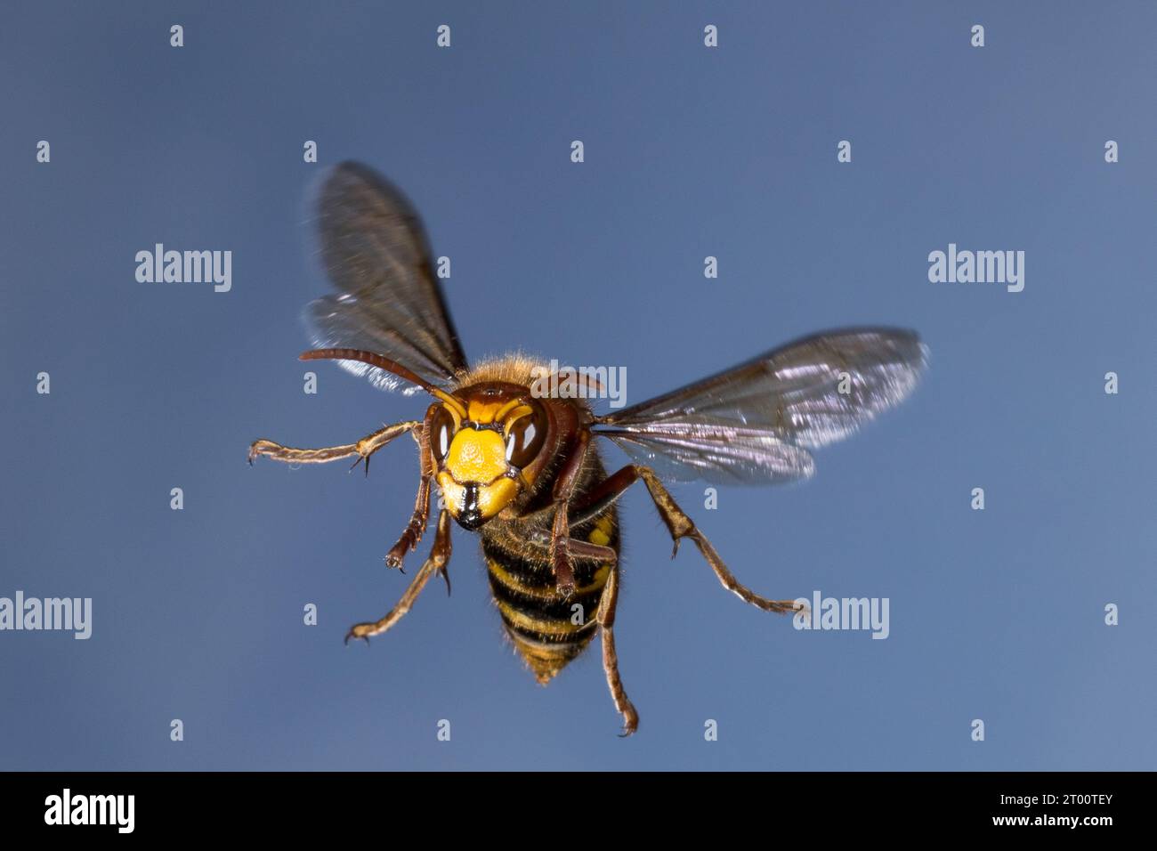 Hornisse, Hornissen, Flug, fliegend, Vespa crabro, hornet, hornets ...