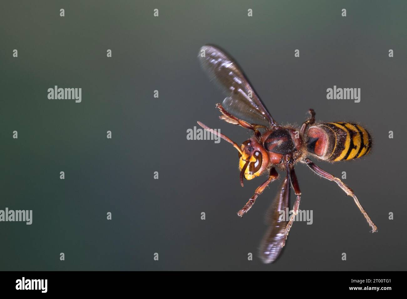 Hornisse, Hornissen, Flug, fliegend, Vespa crabro, hornet, hornets ...