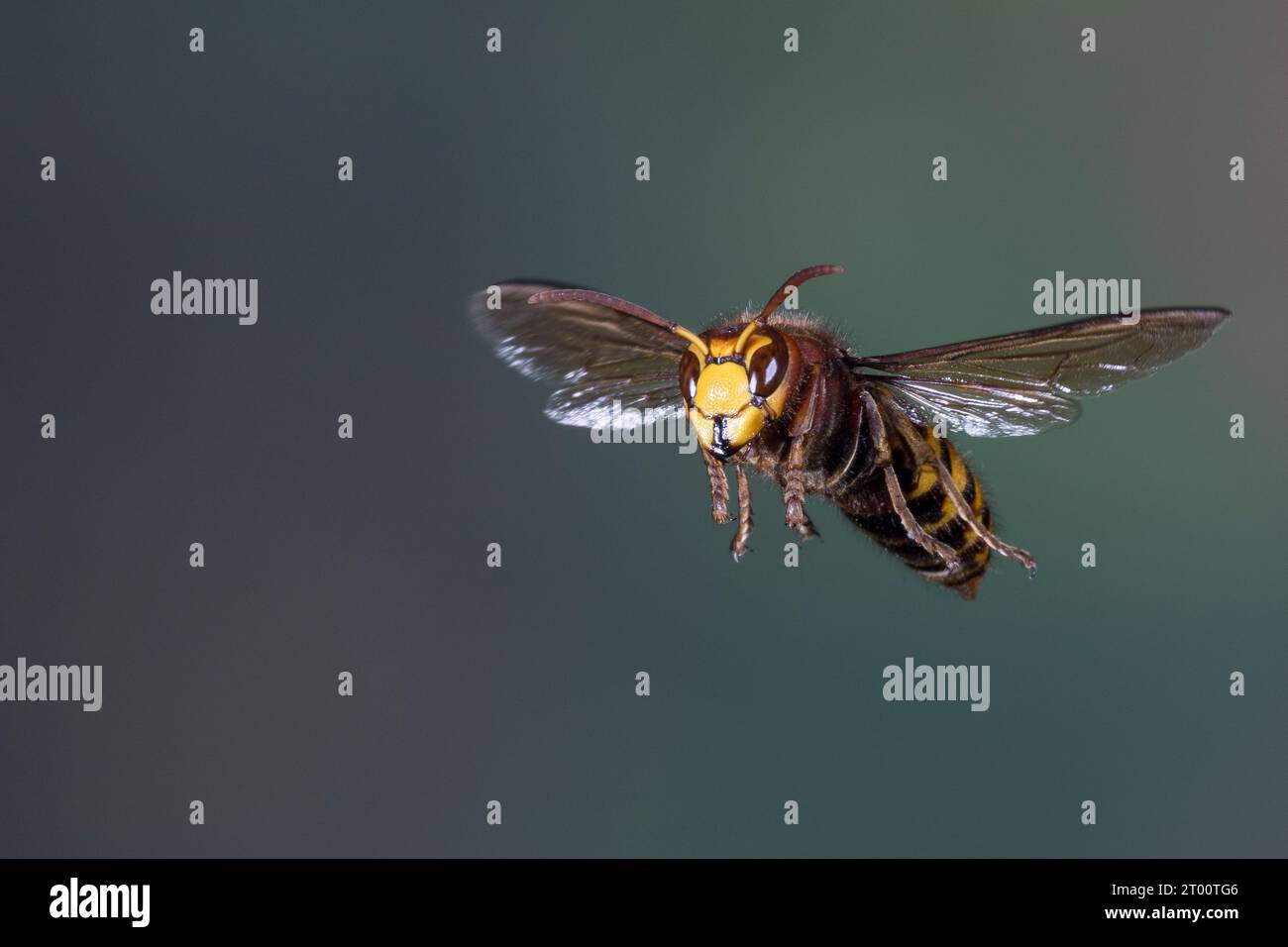 Hornisse, Hornissen, Flug, fliegend, Vespa crabro, hornet, hornets ...