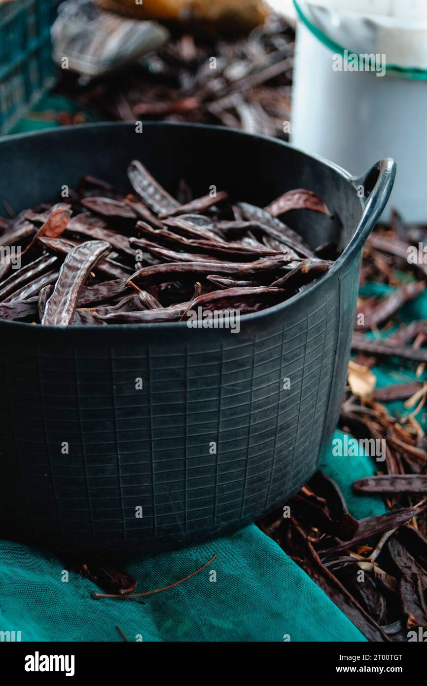 Basket full of carob hi-res stock photography and images - Alamy