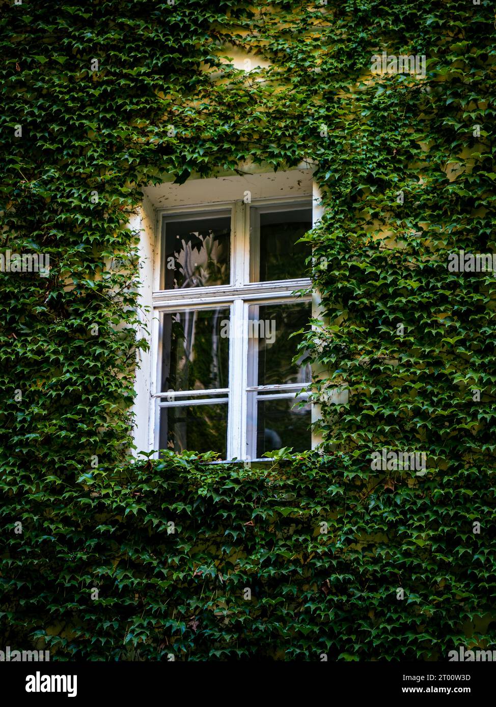 Ivy creeper vine leaf covered white wooden old vintage window on a wall ...