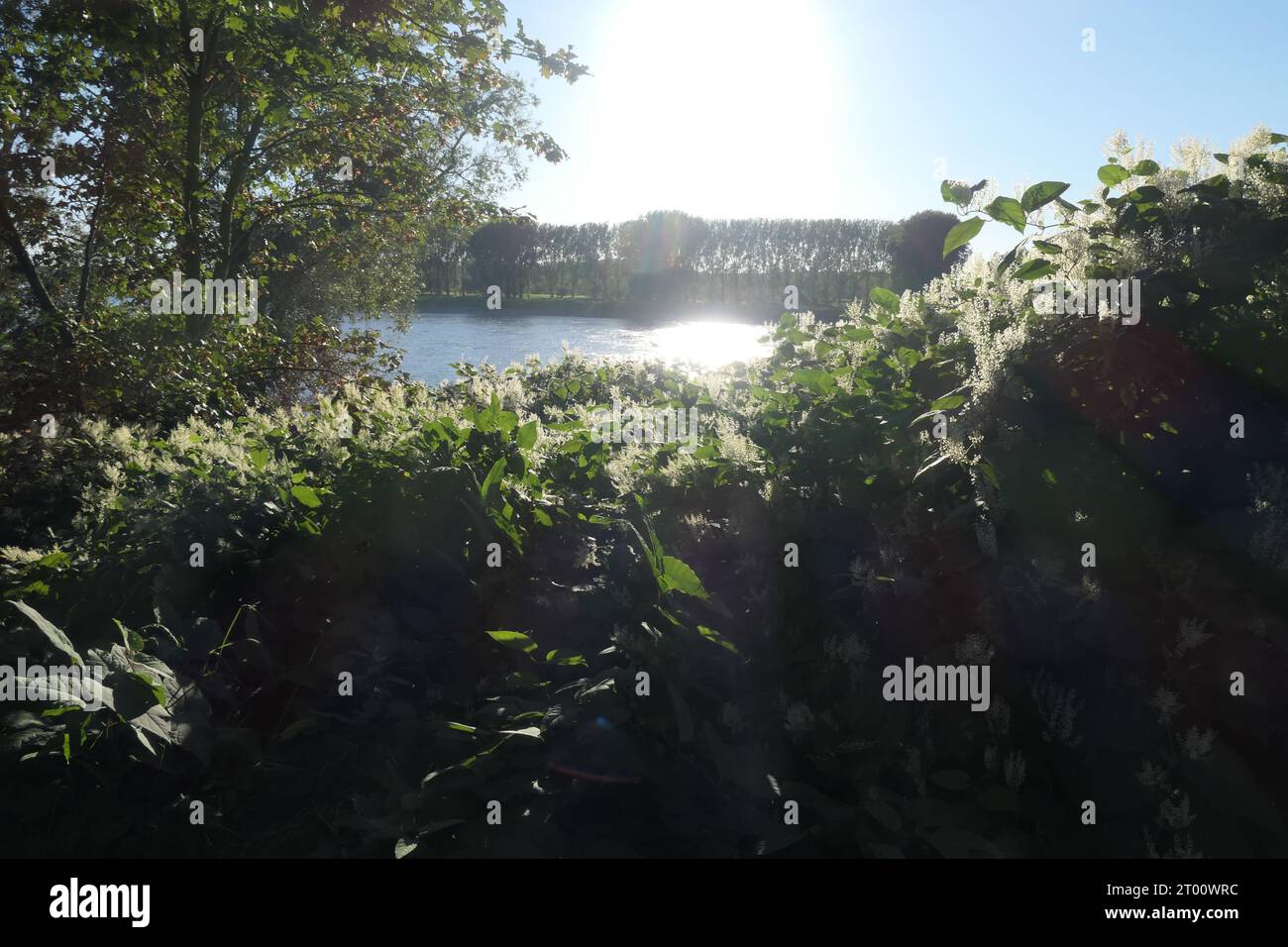 Monheim Rhein/ river rhine in summer Stock Photo - Alamy
