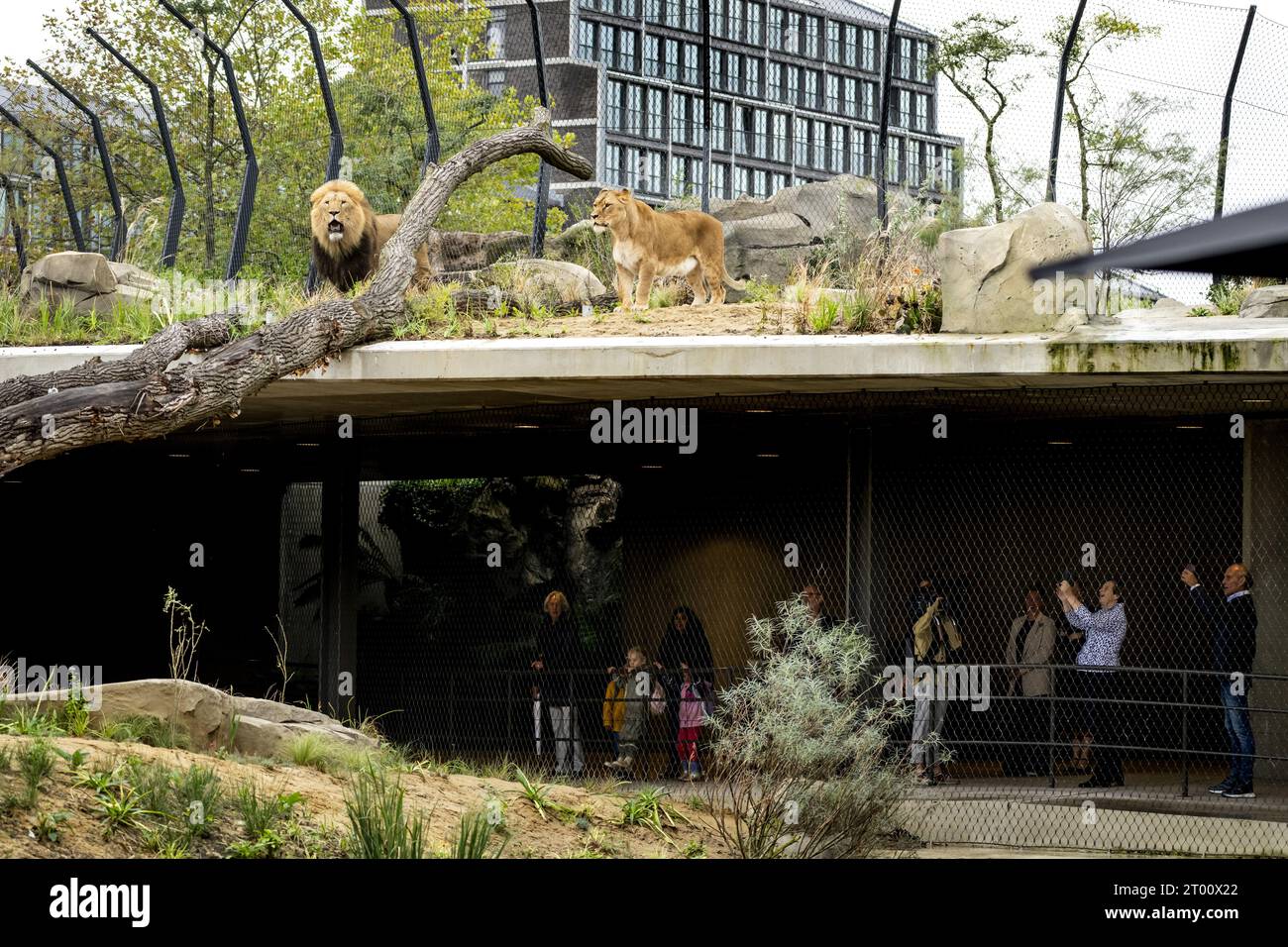 AMSTERDAM - Lions in the new lion enclosure in Artis Zoo. ANP SANDER ...