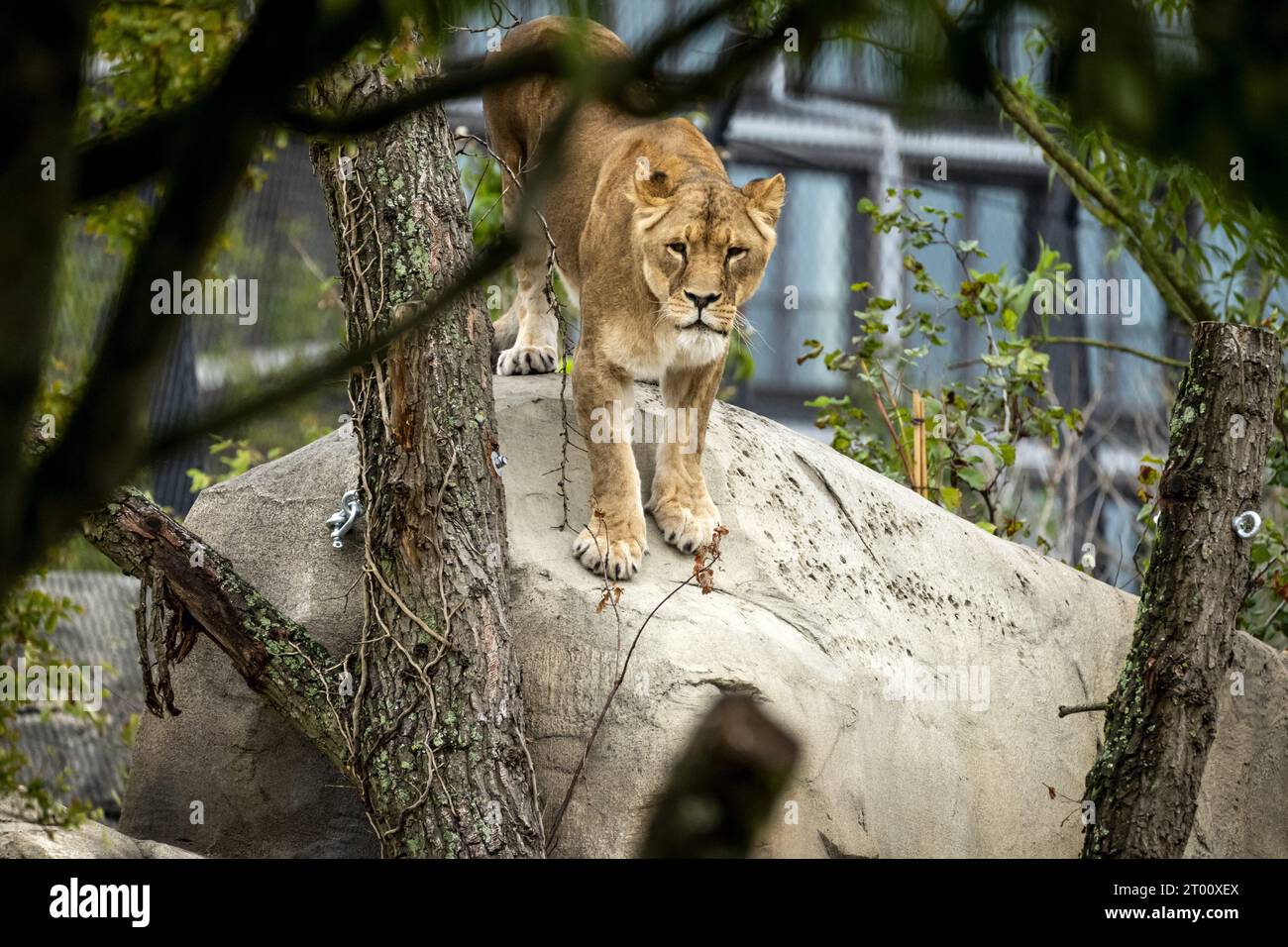 AMSTERDAM - Lions in the new lion enclosure in Artis Zoo. ANP SANDER KONING netherlands out ...
