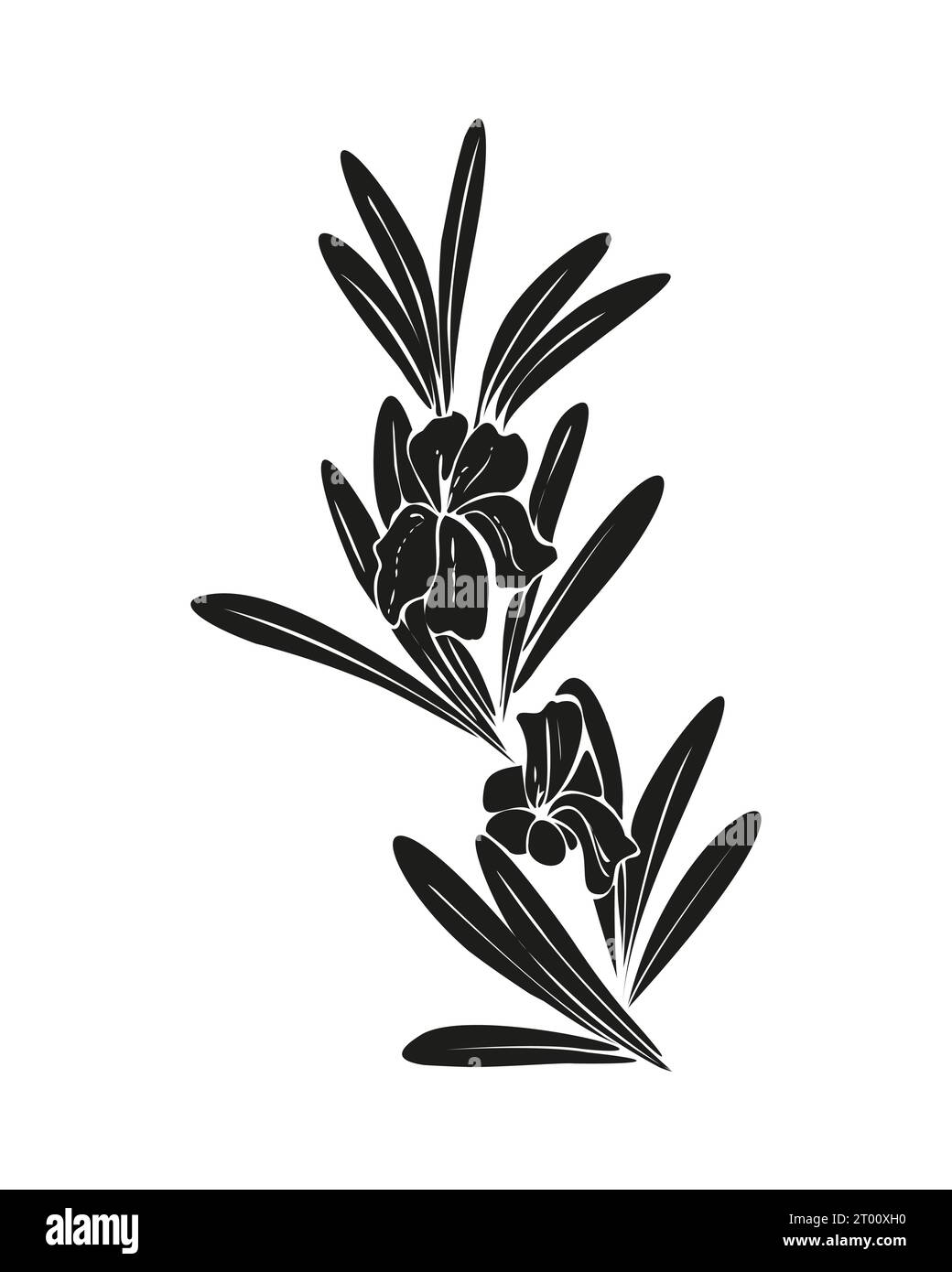 Rosemary branch silhouette black color. Isolated rosemary on white ...