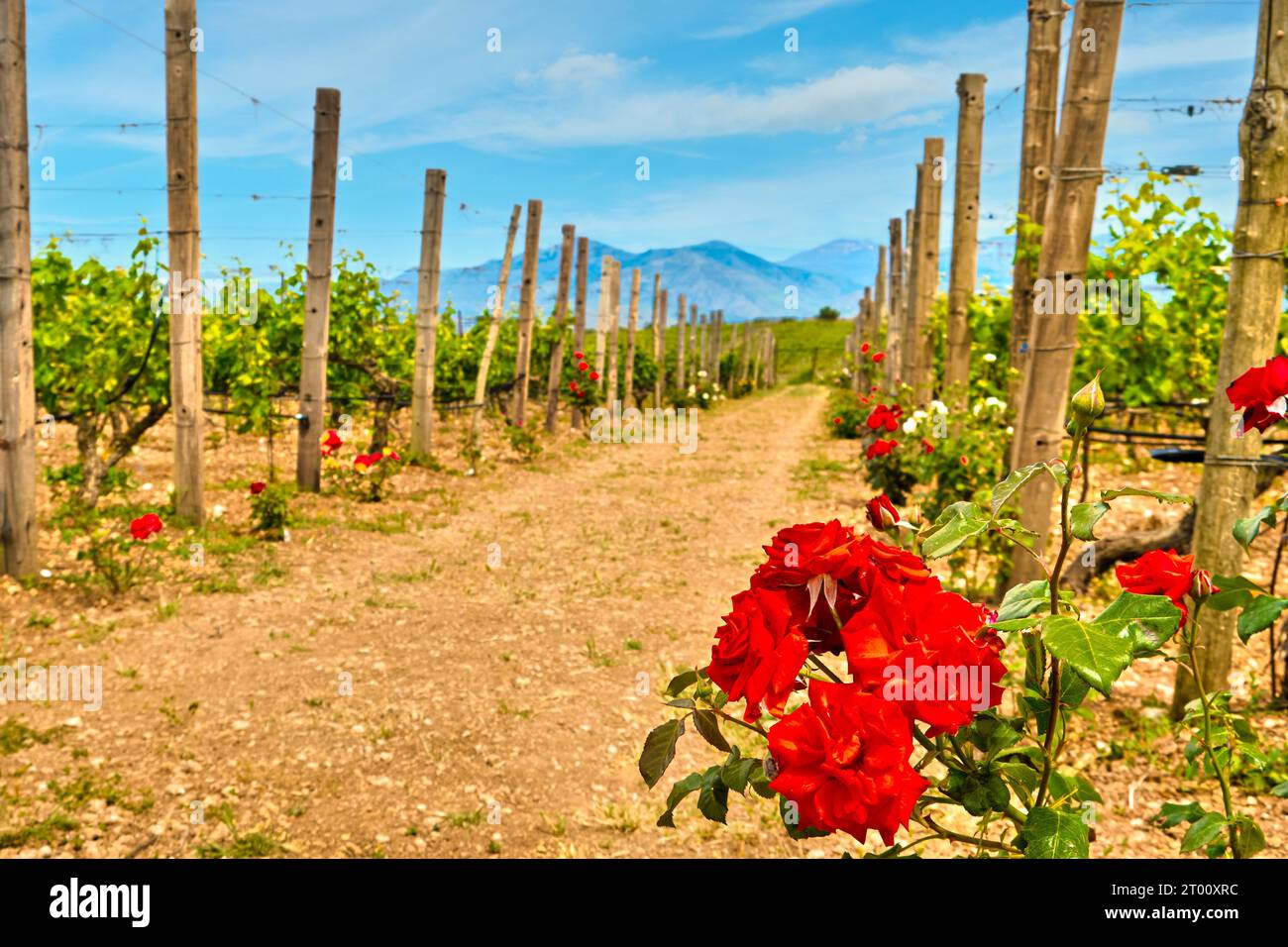 Beautiful landscape with rows of vines, rose flowers and distant ...