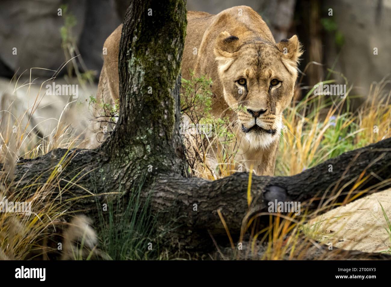 AMSTERDAM - Lions in the new lion enclosure in Artis Zoo. ANP SANDER KONING netherlands out ...