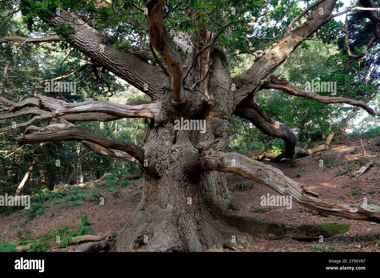 old oak tree, sheringham park, north norfolk, england Stock Photo - Alamy