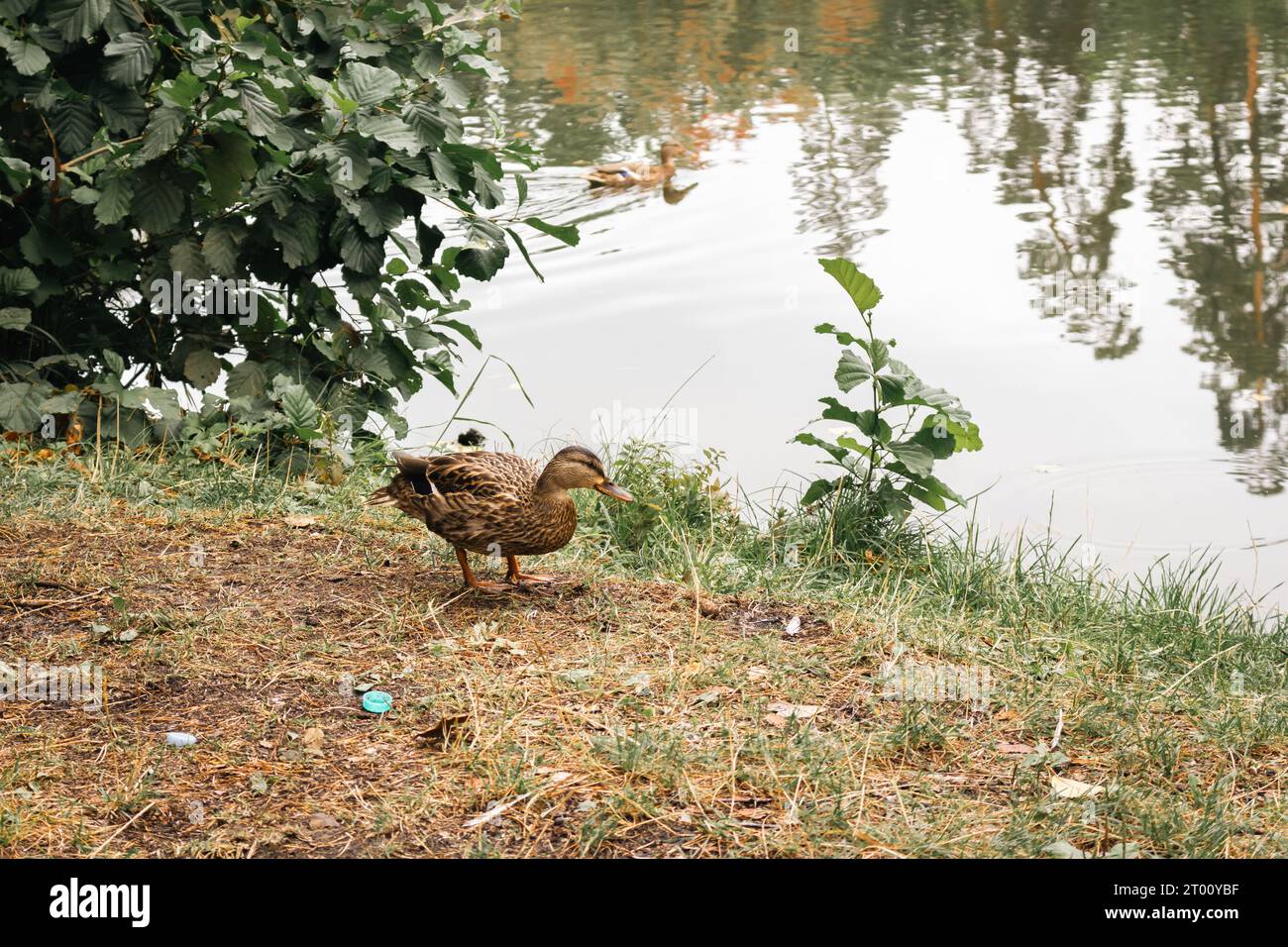 Alone duck on the river bank with plastic garbage. Mallard on the lake ...