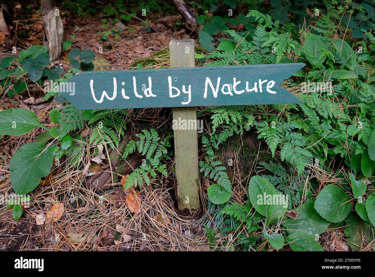 wild by nature woodland direction sign Stock Photo - Alamy