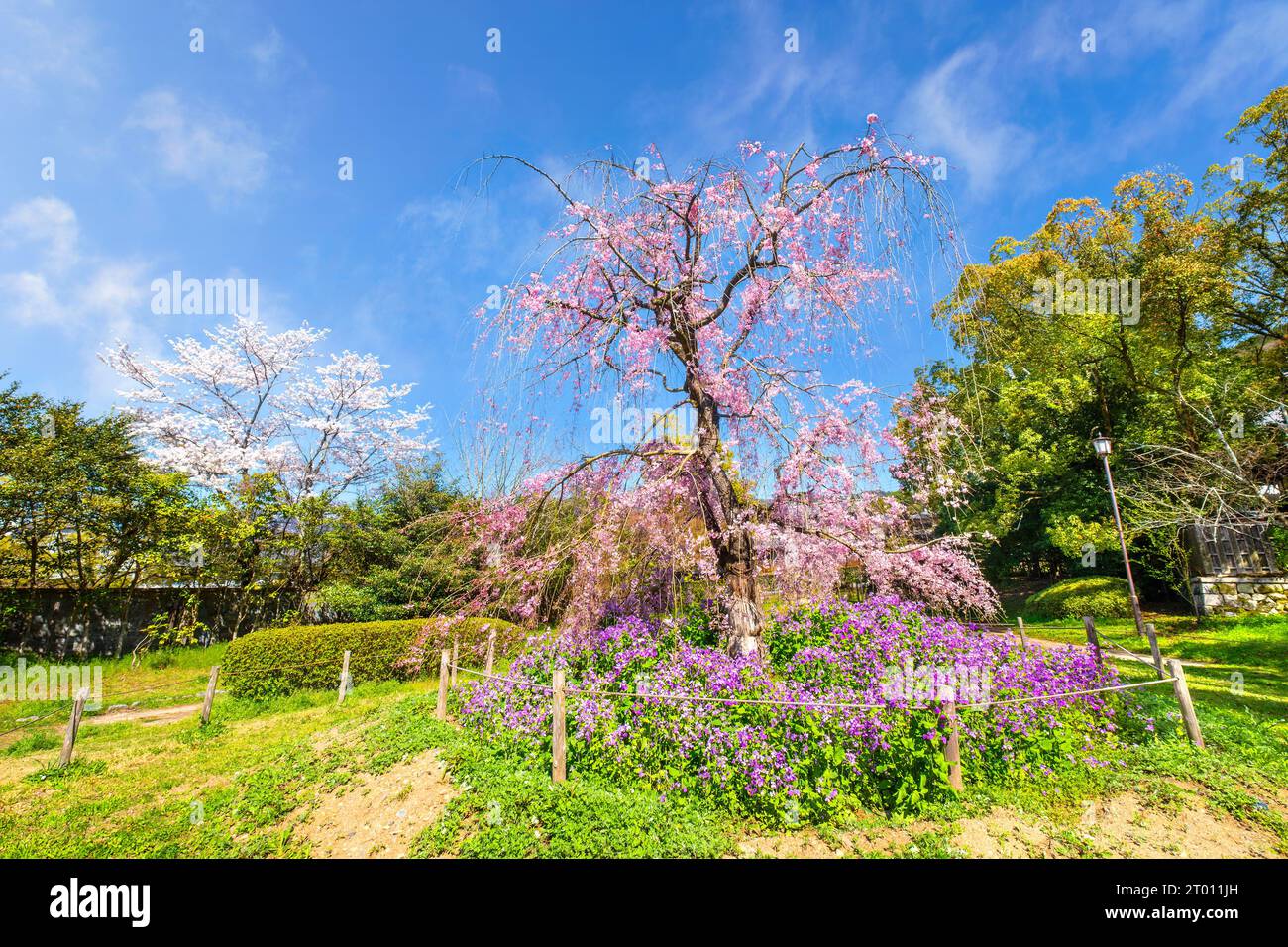 Beautiful Weeping Sakura at Awataguchi Aokusu no Niwa Park in Kyoto ...