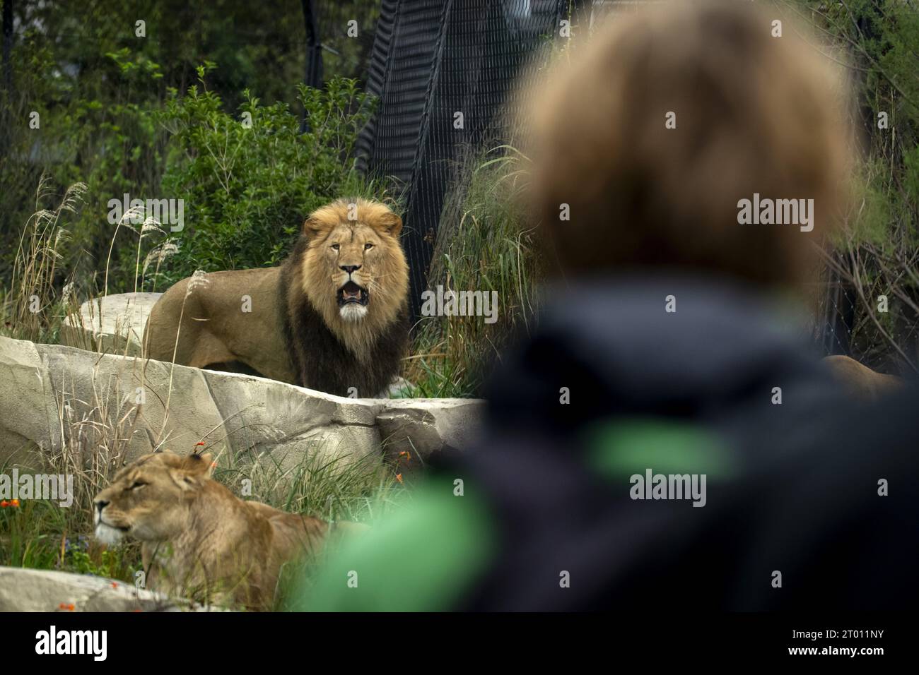 AMSTERDAM - Lions in the new lion enclosure in Artis Zoo. ANP SANDER KONING netherlands out ...