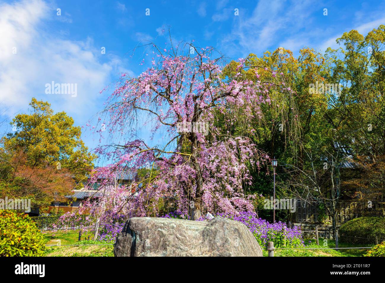 Beautiful Weeping Sakura at Awataguchi Aokusu no Niwa Park in Kyoto ...