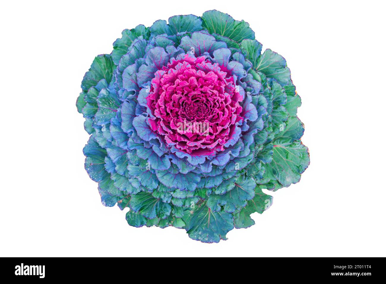 Decorative cabbage purple leaf vegetable isolated on white background ...
