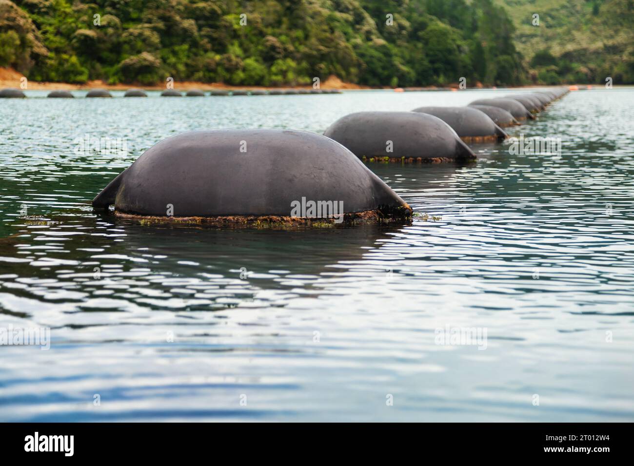 Row of plastic buoys at shellfish farm producing green-lipped mussels ...