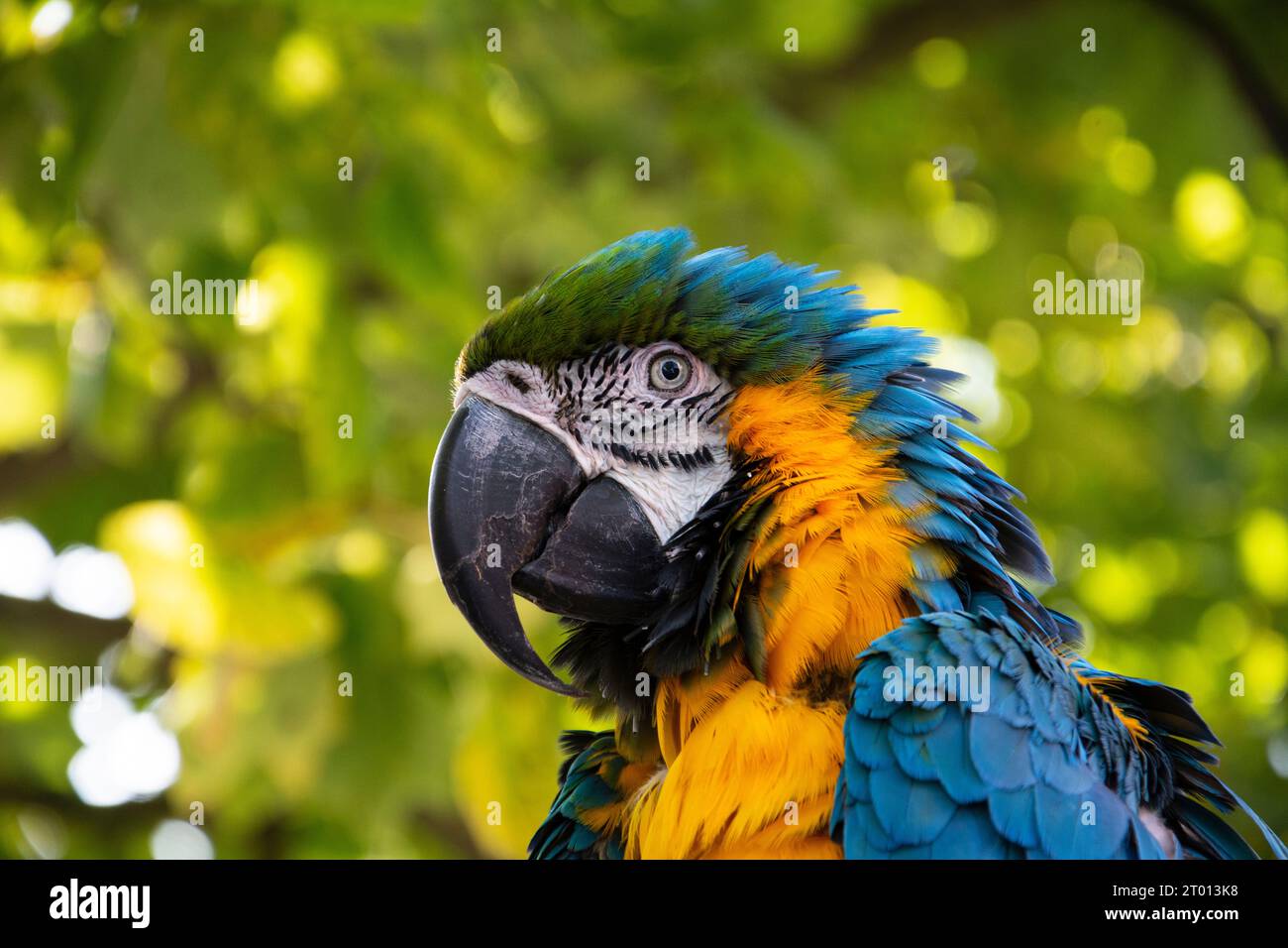 Cartoon ara hi-res stock photography and images - Alamy