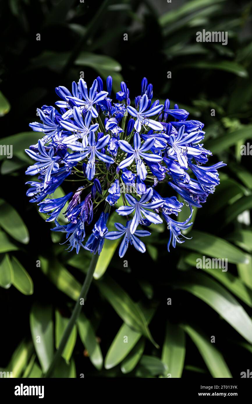 Lily of the nile flower hi-res stock photography and images - Alamy
