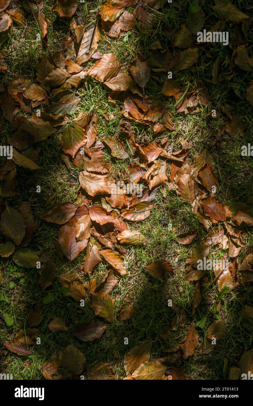 Dead Beech tree Fagus sylvatic leaves lying on the ground in dappled ...