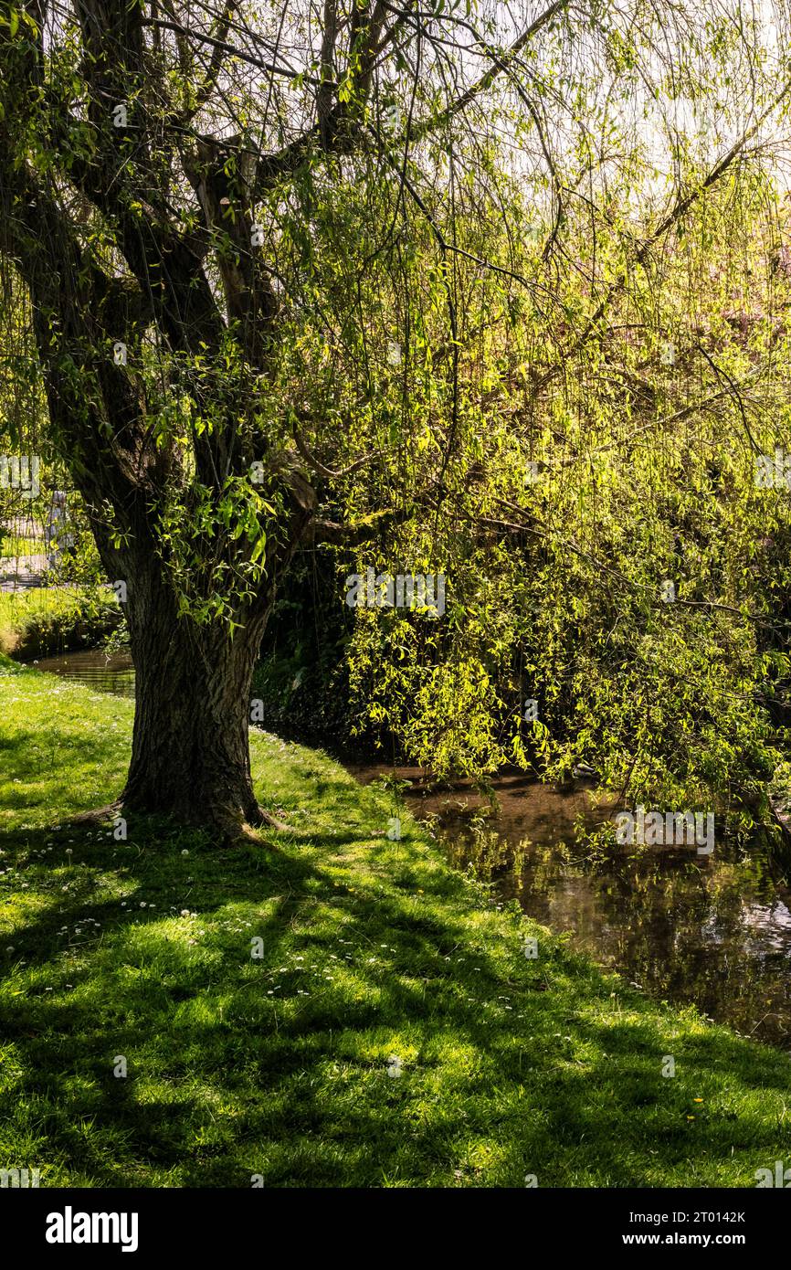 The peaceful quiet Trenance Gardens in Newquay in Cornwall in the UK ...