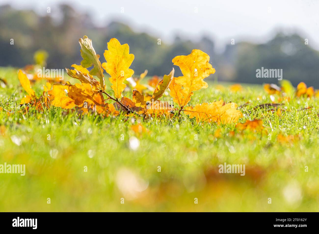 Northampton, 03rd October 2023. UK Weather. Signs of Autumn in Abington ...