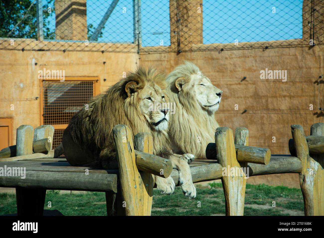 Lion in Zoo detail animal Stock Photo - Alamy