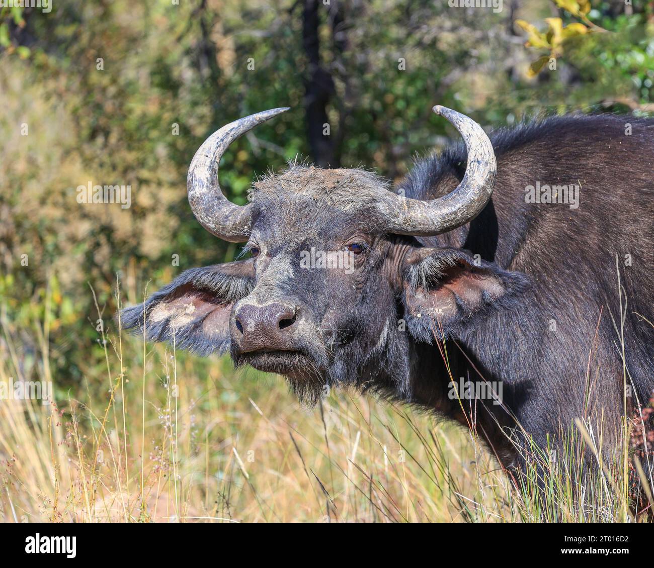 Ears flared, a buffalo cow stares intently at the intruder Stock Photo ...