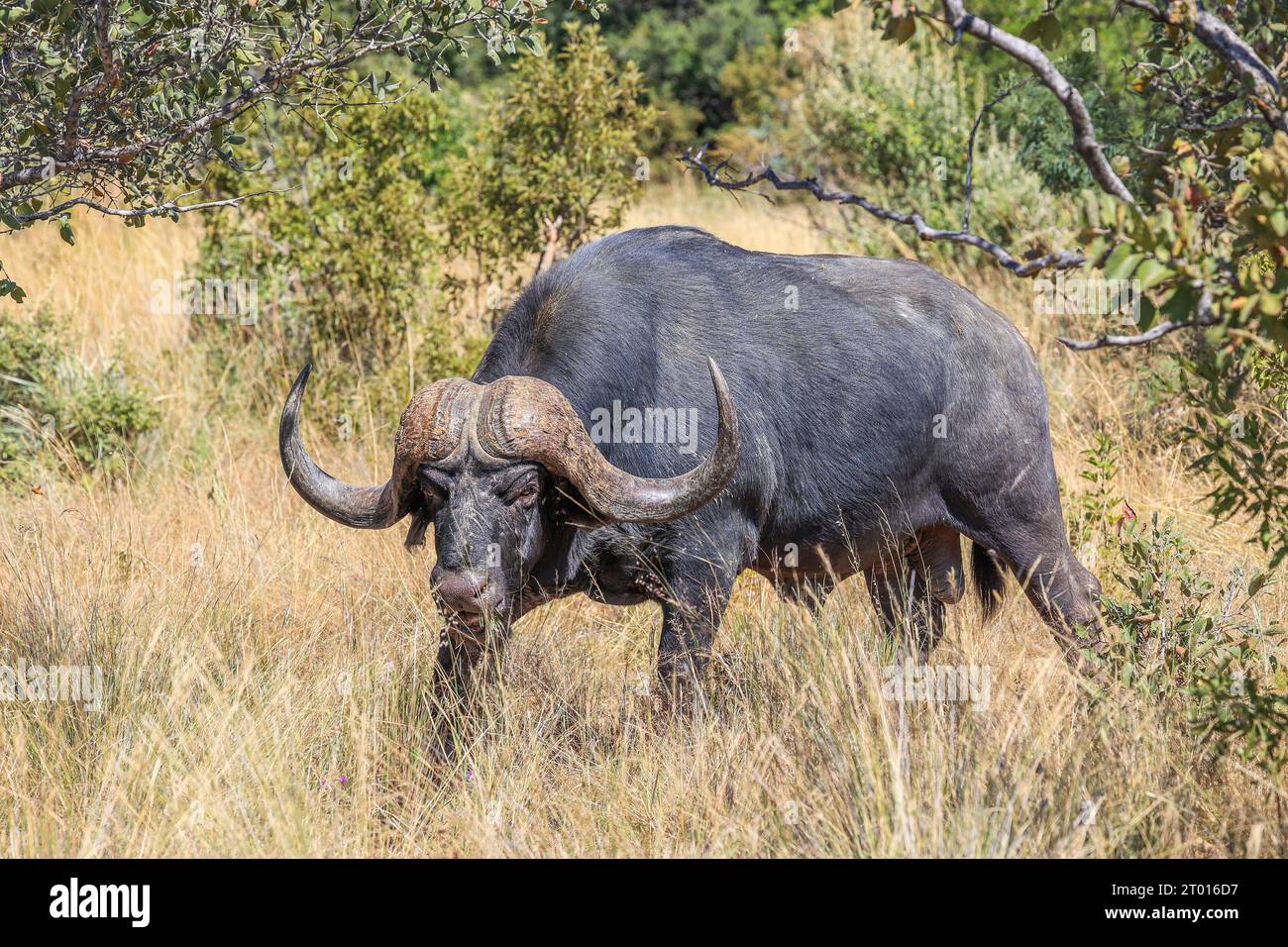 An impressively horned bull Cape Buffalo at Ant's Nest in the Waterberg ...