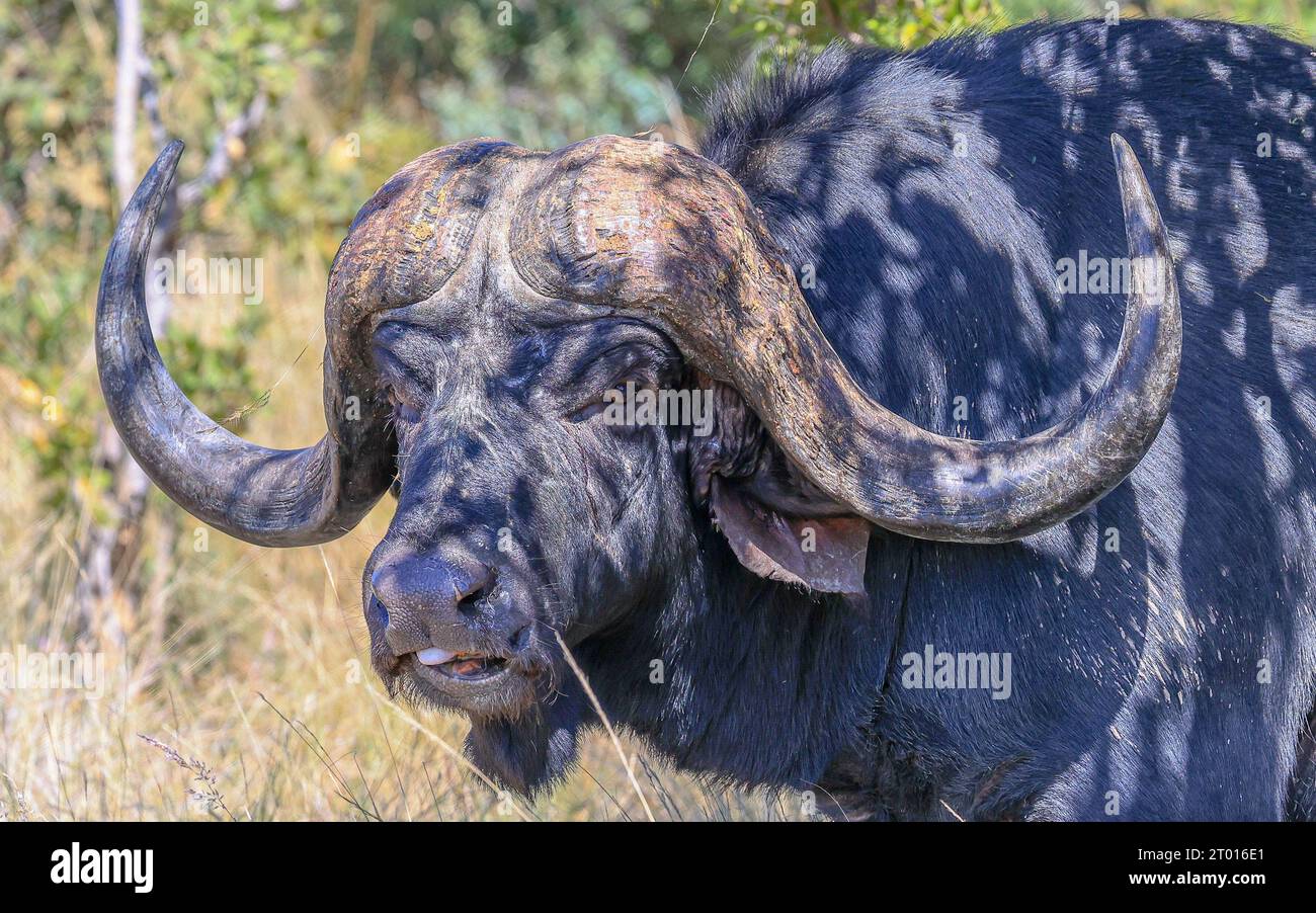 An impressively horned bull Cape Buffalo at Ant's Nest in the Waterberg ...