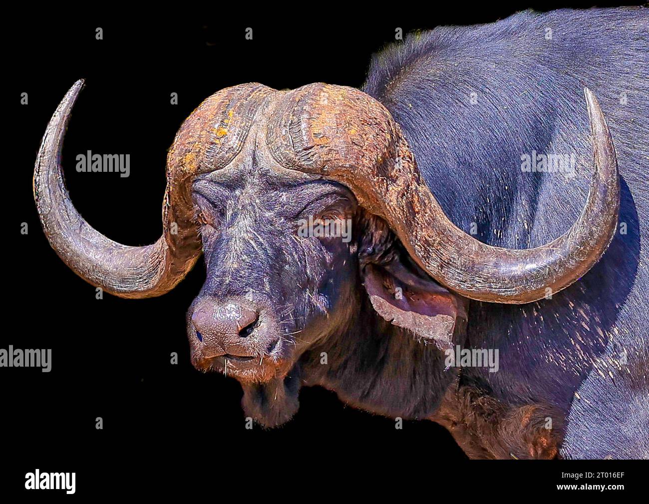 An impressively horned bull Cape Buffalo at Ant's Nest in the Waterberg ...