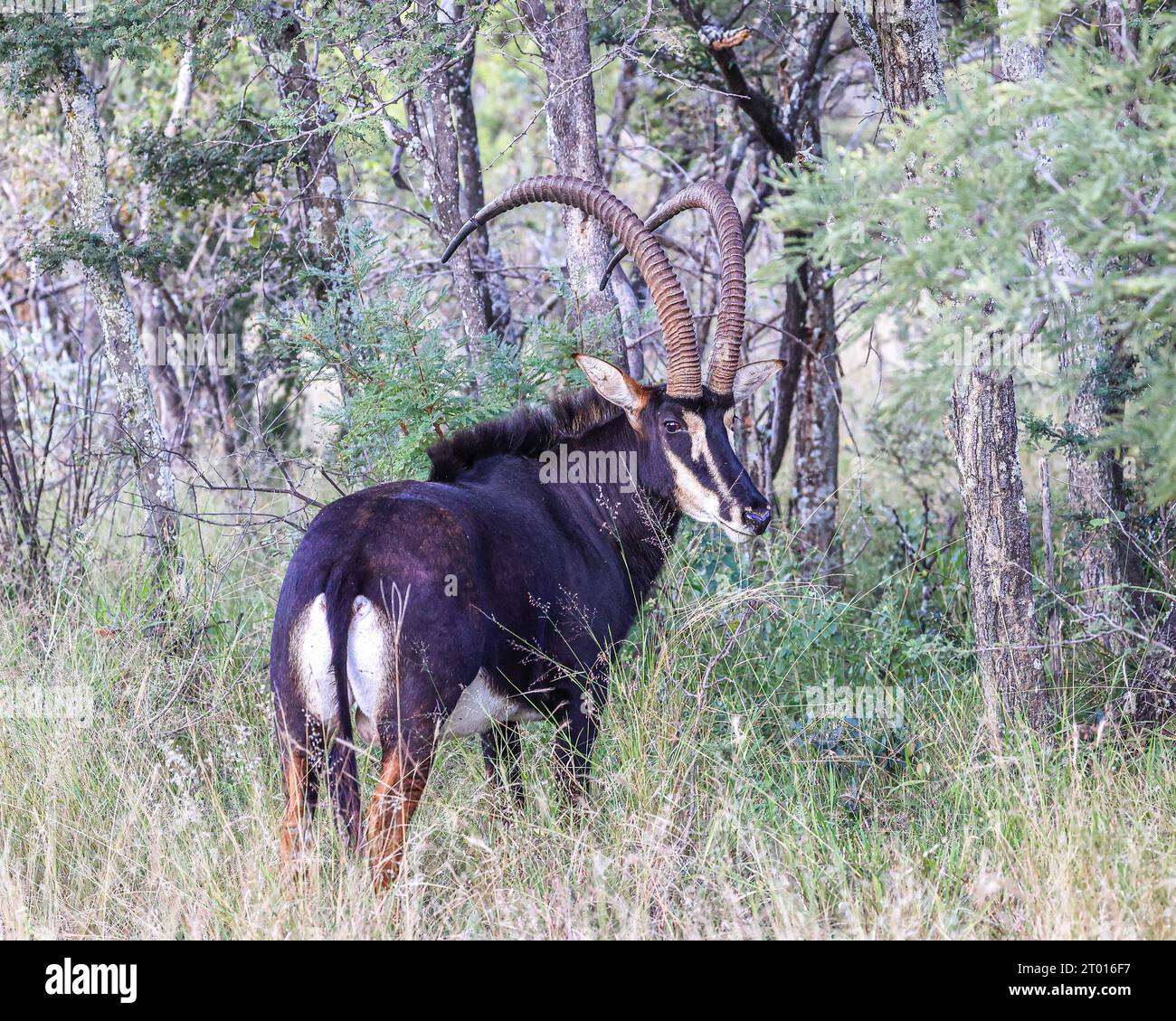 A magnificent bull Sable with a fine set of horns Stock Photo - Alamy