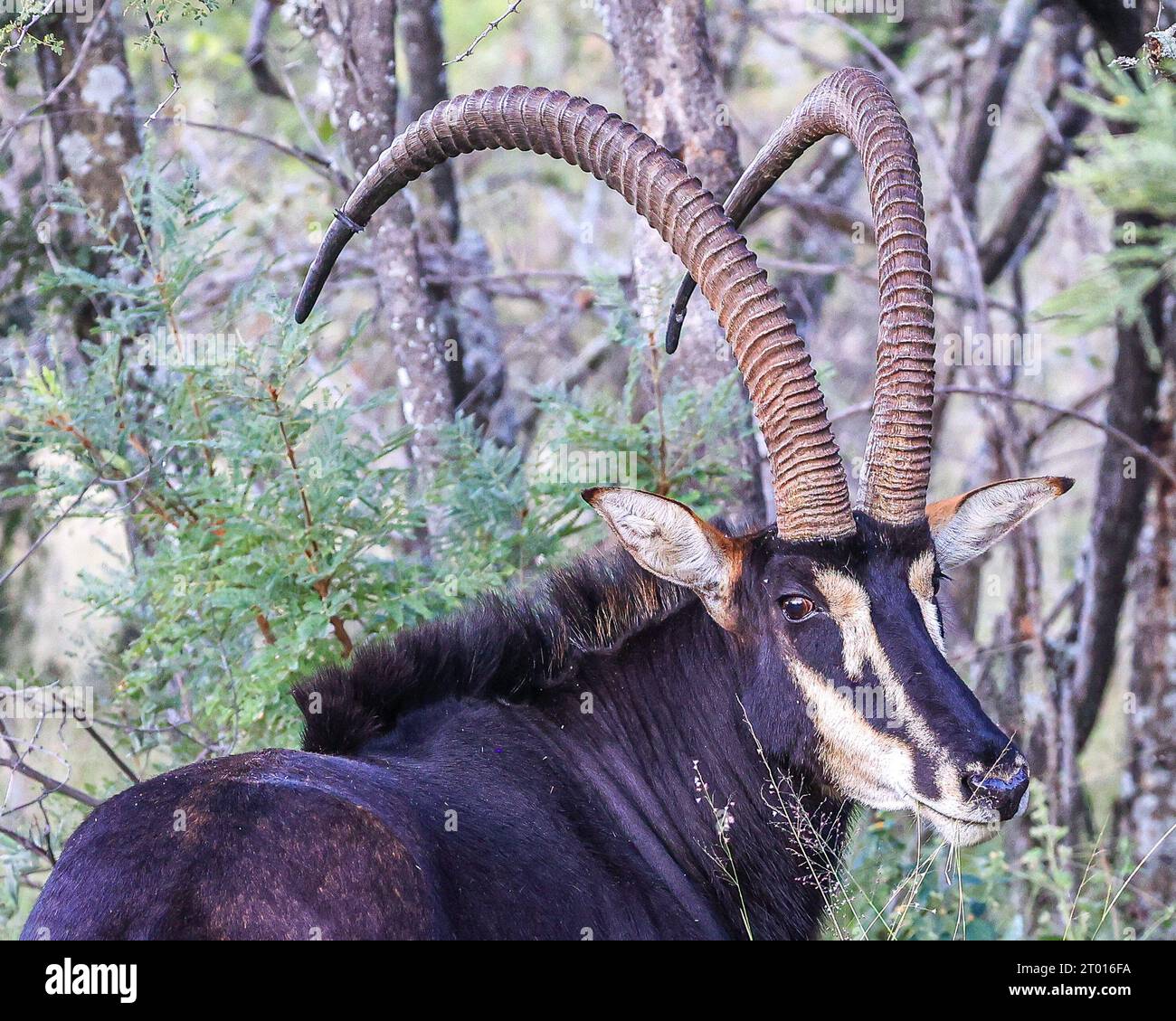 A magnificent bull Sable with a fine set of horns Stock Photo - Alamy
