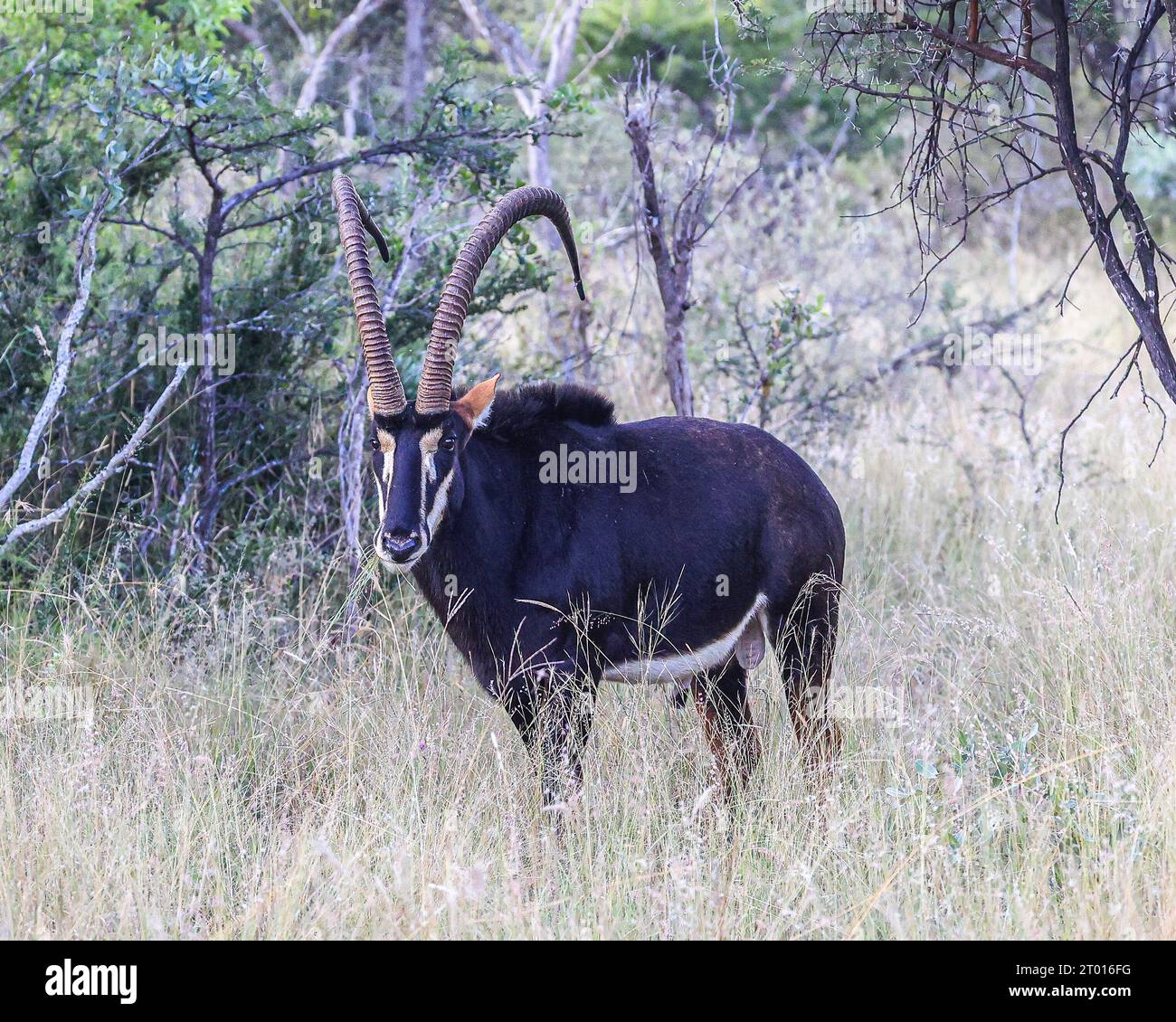A magnificent bull Sable with a fine set of horns Stock Photo - Alamy