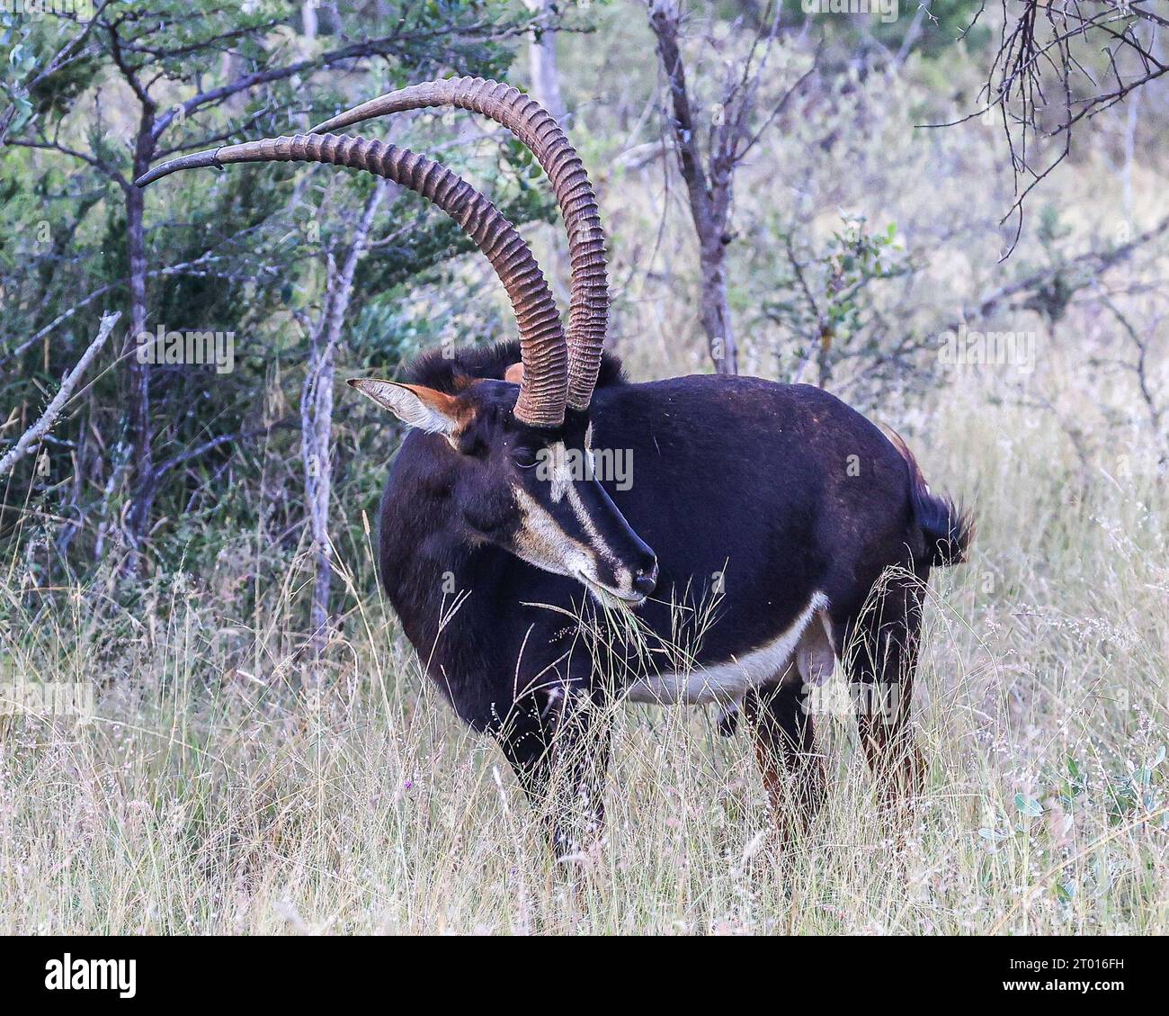 A magnificent bull Sable with a fine set of horns Stock Photo - Alamy