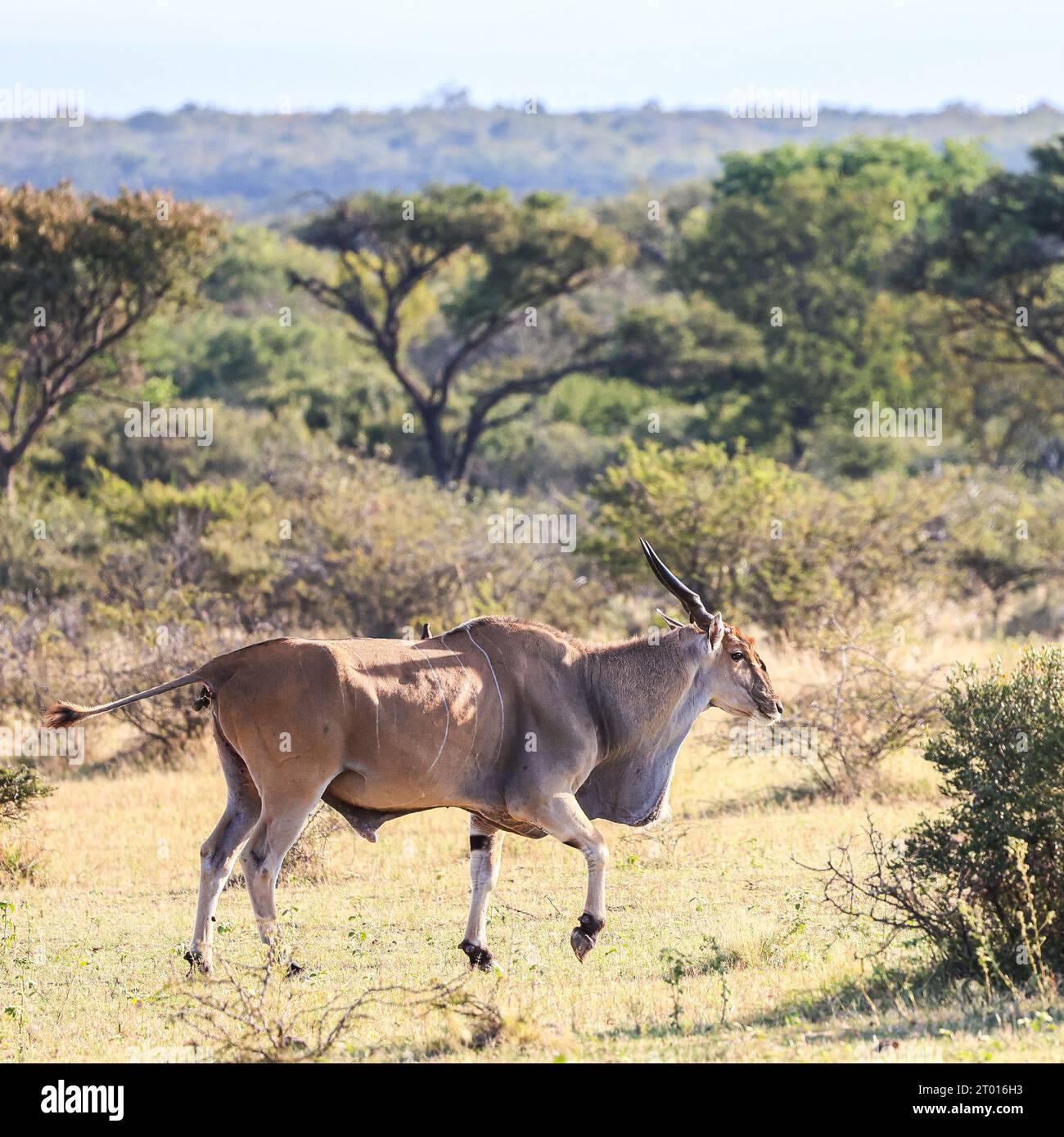 A fine bull Eland in the open bush of the Waterberg Area of South ...