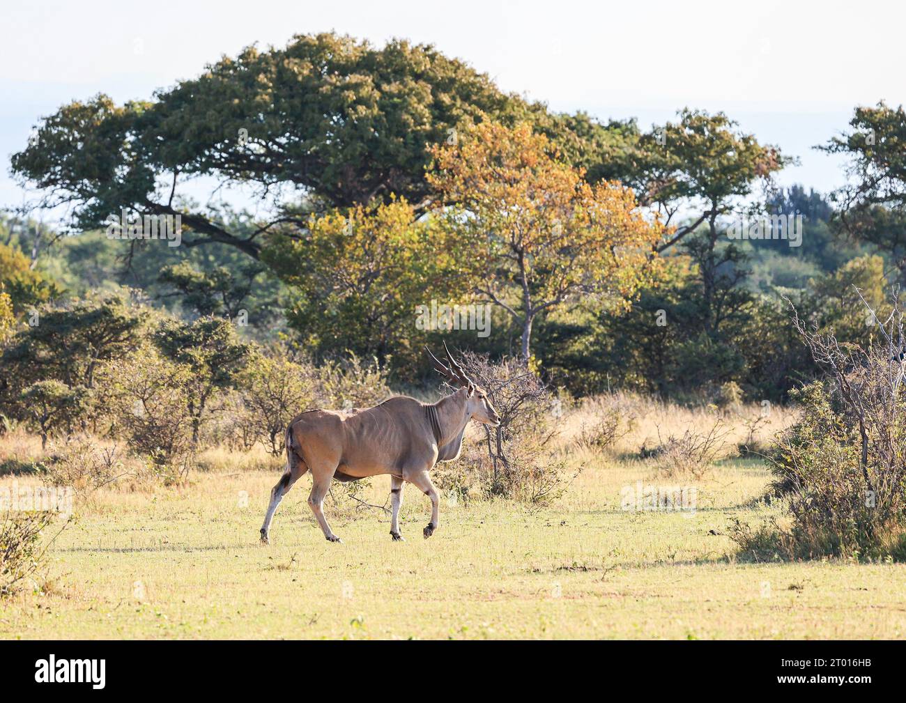 A fine bull Eland in the open bush of the Waterberg Area of South ...