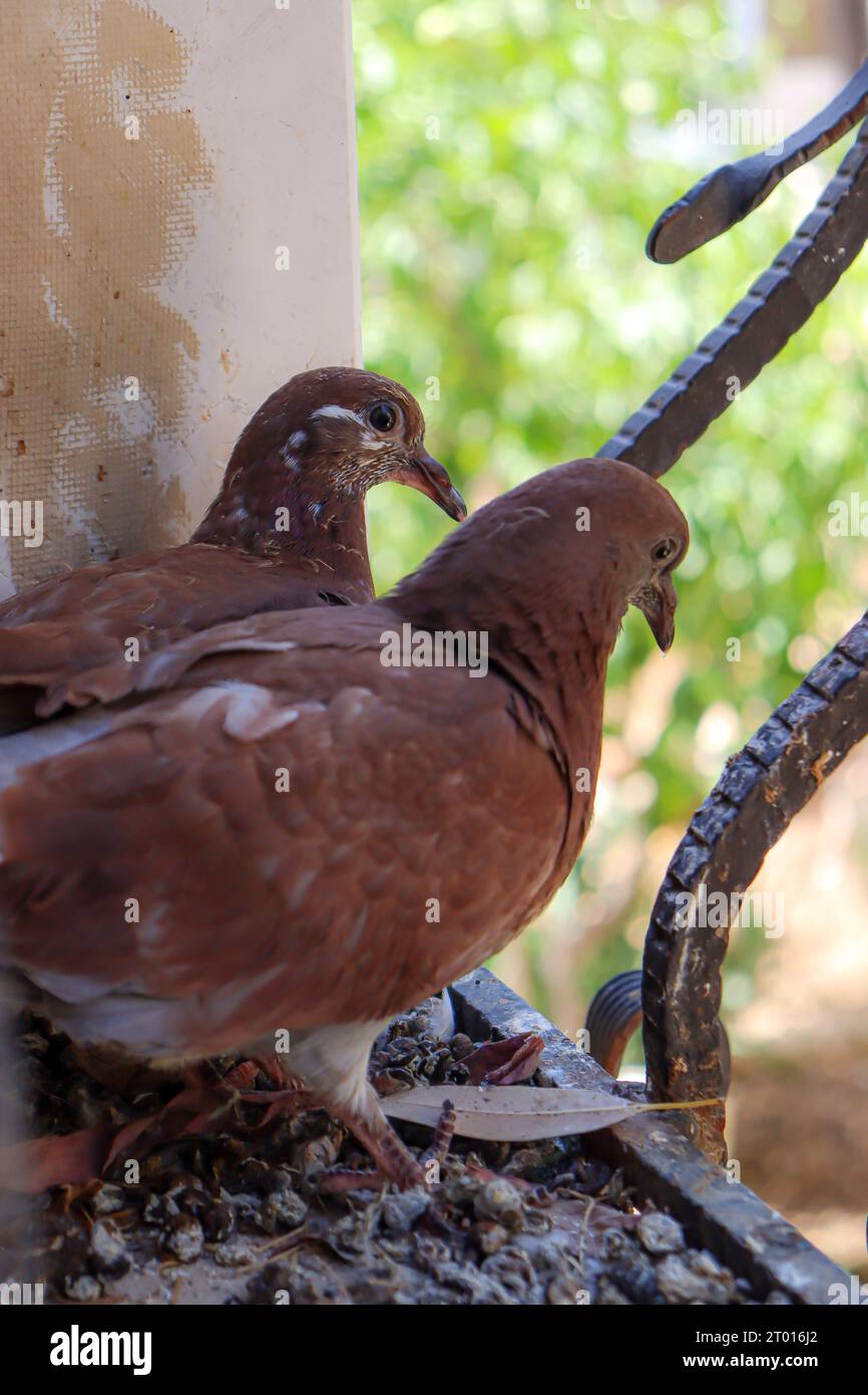 English handwriting calligraphy letters,couple of dove Stock Photo - Alamy