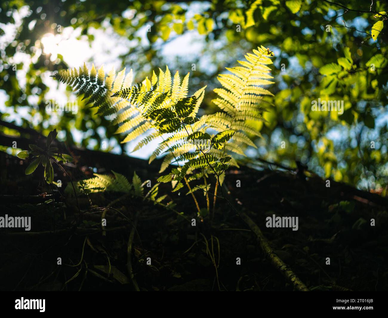 Green fern growing in dark summer jungles with colorful sunbeams breaking through leaves ...