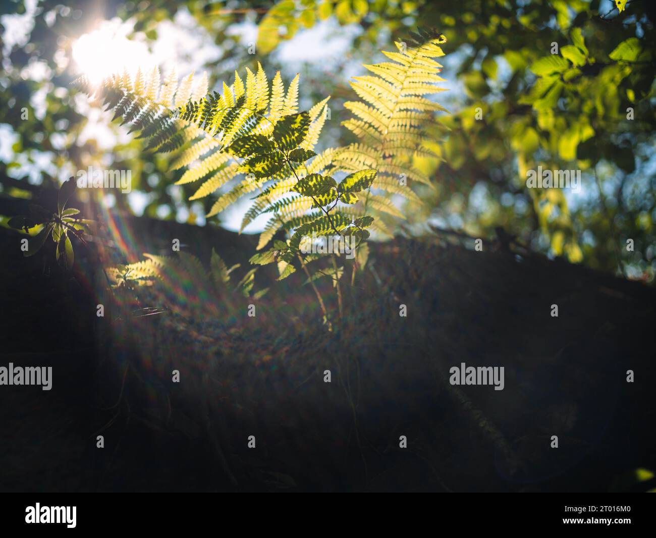 Green fern growing in dark summer jungles with colorful sunbeams ...