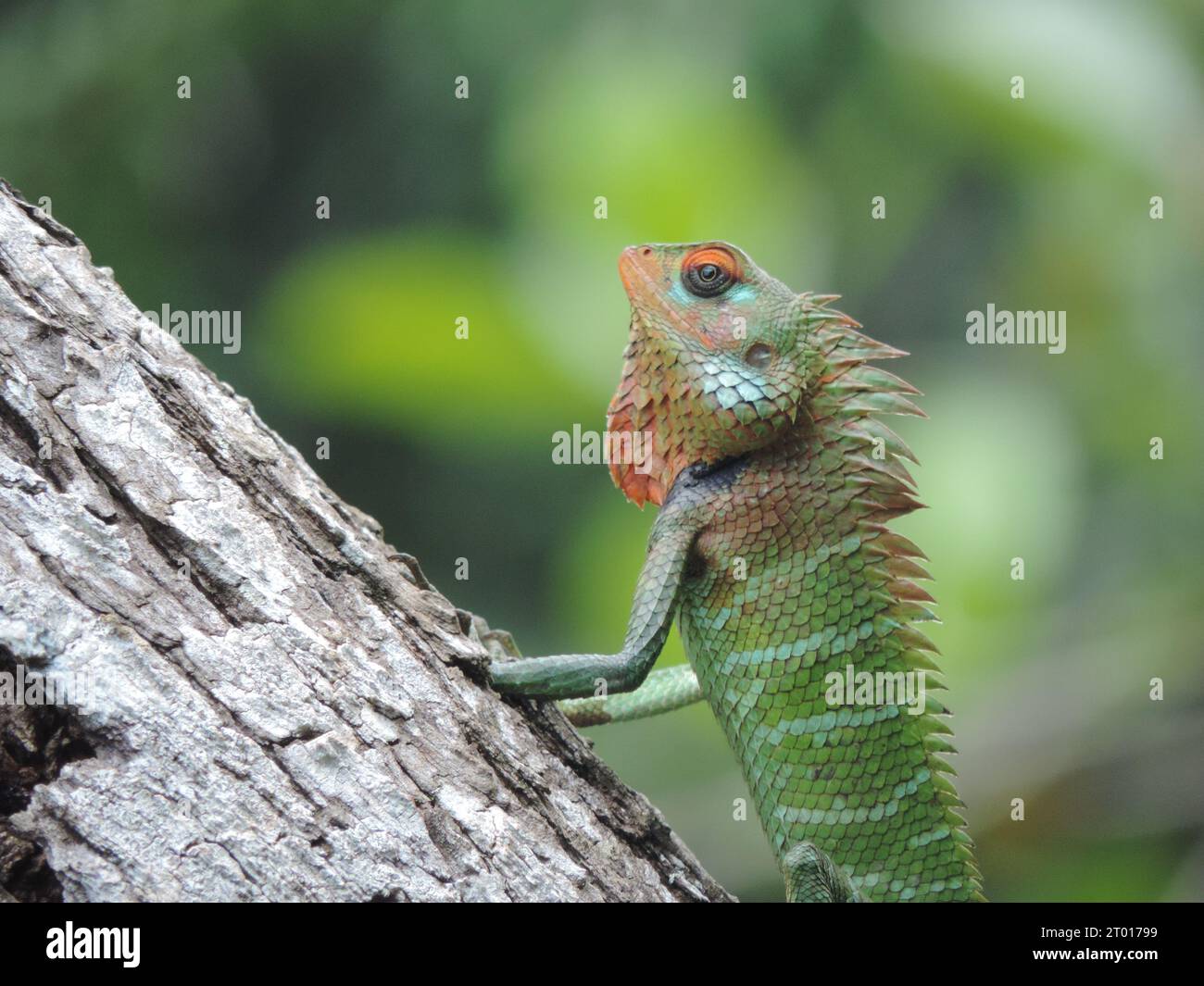 Lizards in Sri Lanka. Visit Sri Lanka Stock Photo - Alamy