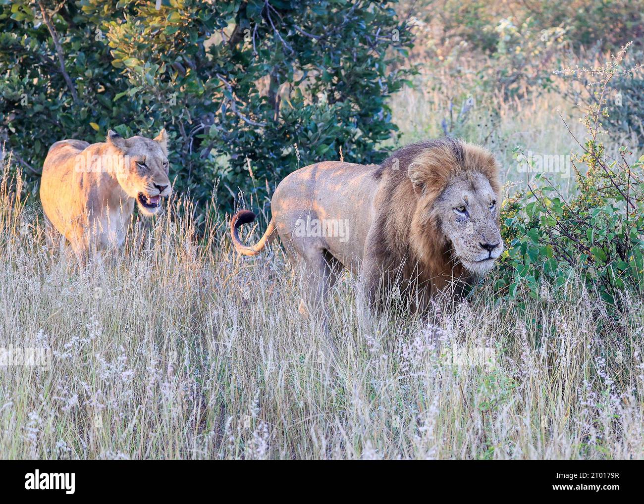 The pride male leading his pride through the bush one evening Stock ...