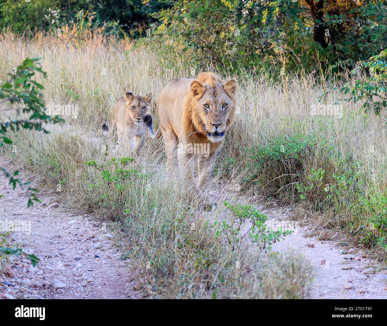Older cub hunting hi-res stock photography and images - Alamy