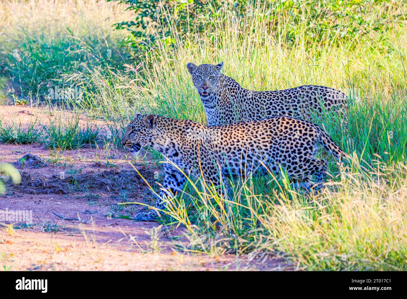 A Leopard leading her wary sub-adult offspring through the bush in the ...